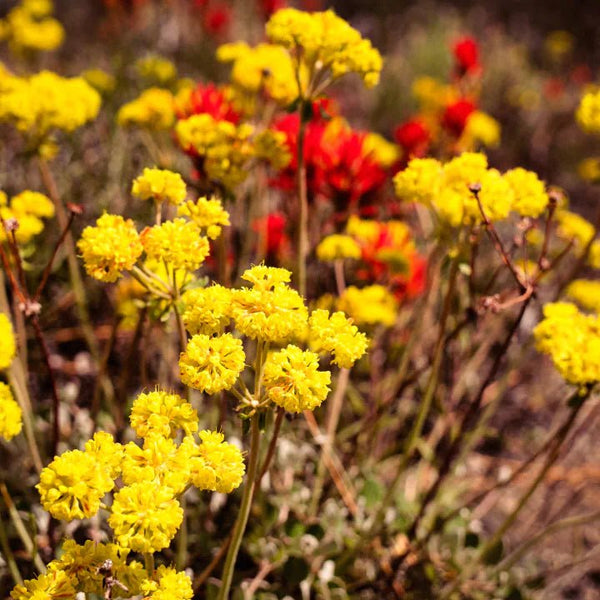 Sulphur Flower Plant Sets