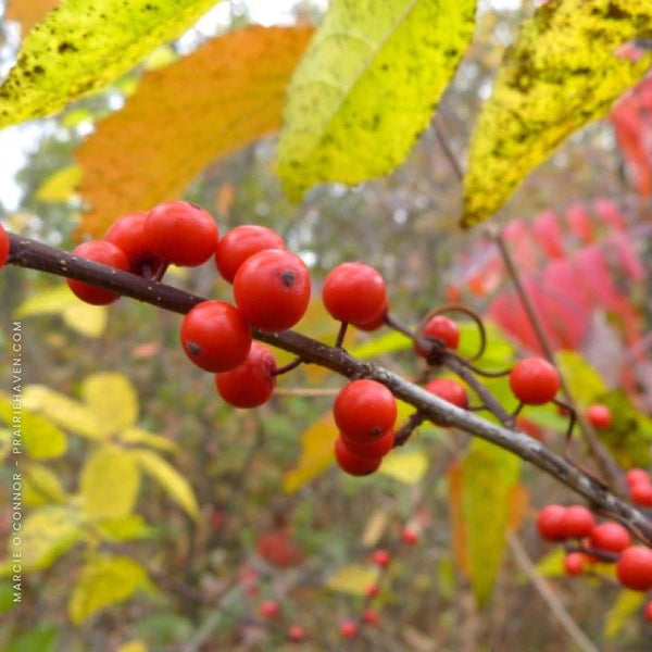 Winterberry Shrub